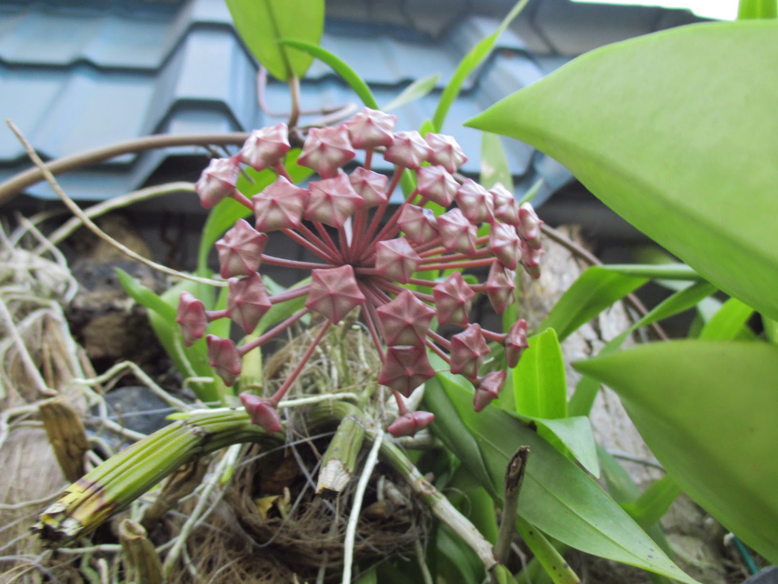 Garden Chronicles of James David: Hoya & Eria Orchid