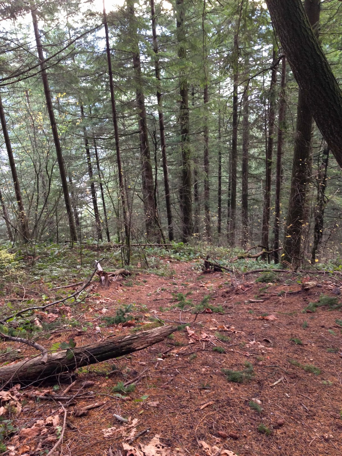 The Hapa Canadian: Dewdney Grind + Dewdney Peak, BC in November