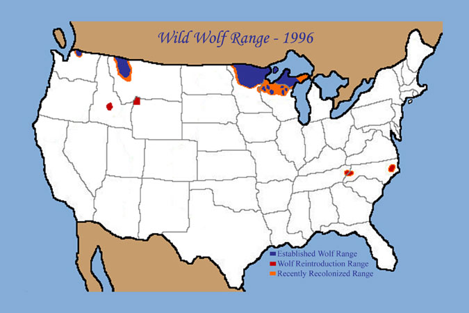 Abe's Animals: American gray wolf range map illustration