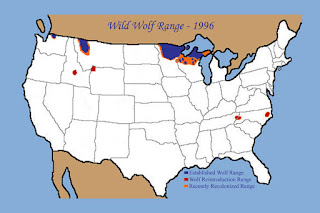 Abe's Animals: American gray wolf range map illustration