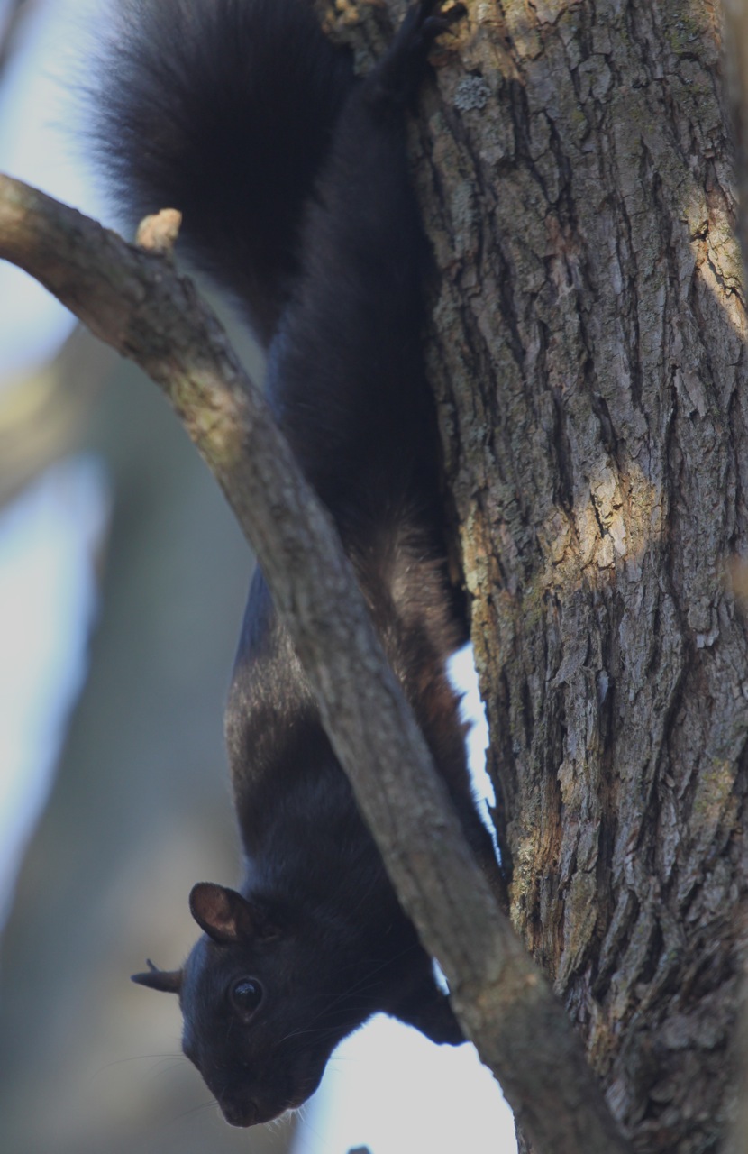 Kalamazoo Seasons: Black Squirrel