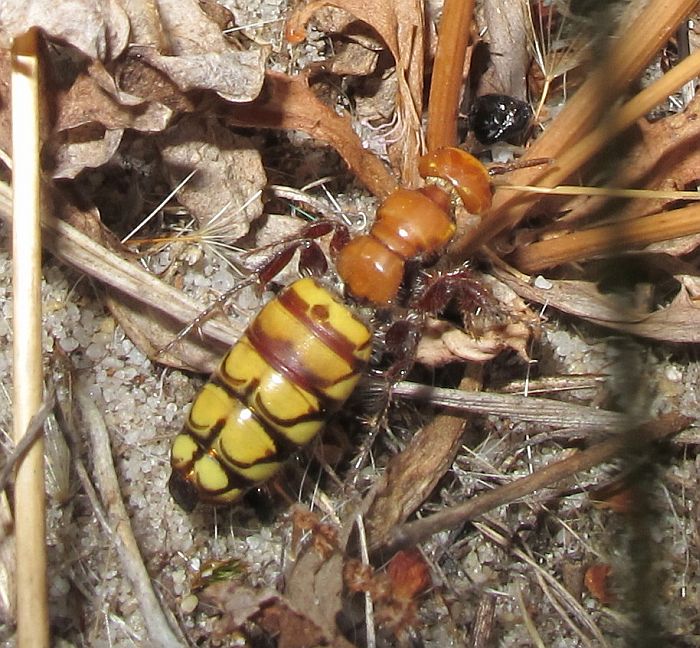 Esperance Fauna: Flower Wasp - Tiphiidae - Hemithynnus sp.