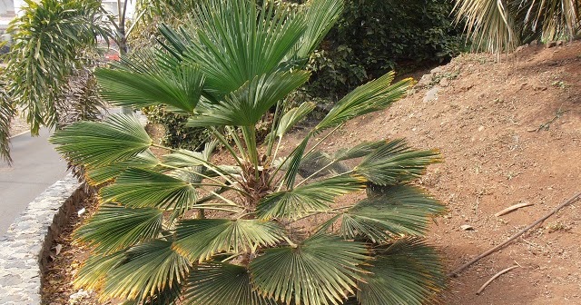 PALMERA DE FORTUNE: Trachycarpus fortunei | Plantas rioMoros