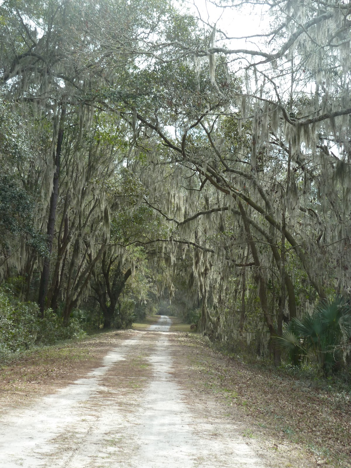 The Wanderer: Harris Neck Wildlife Refuge