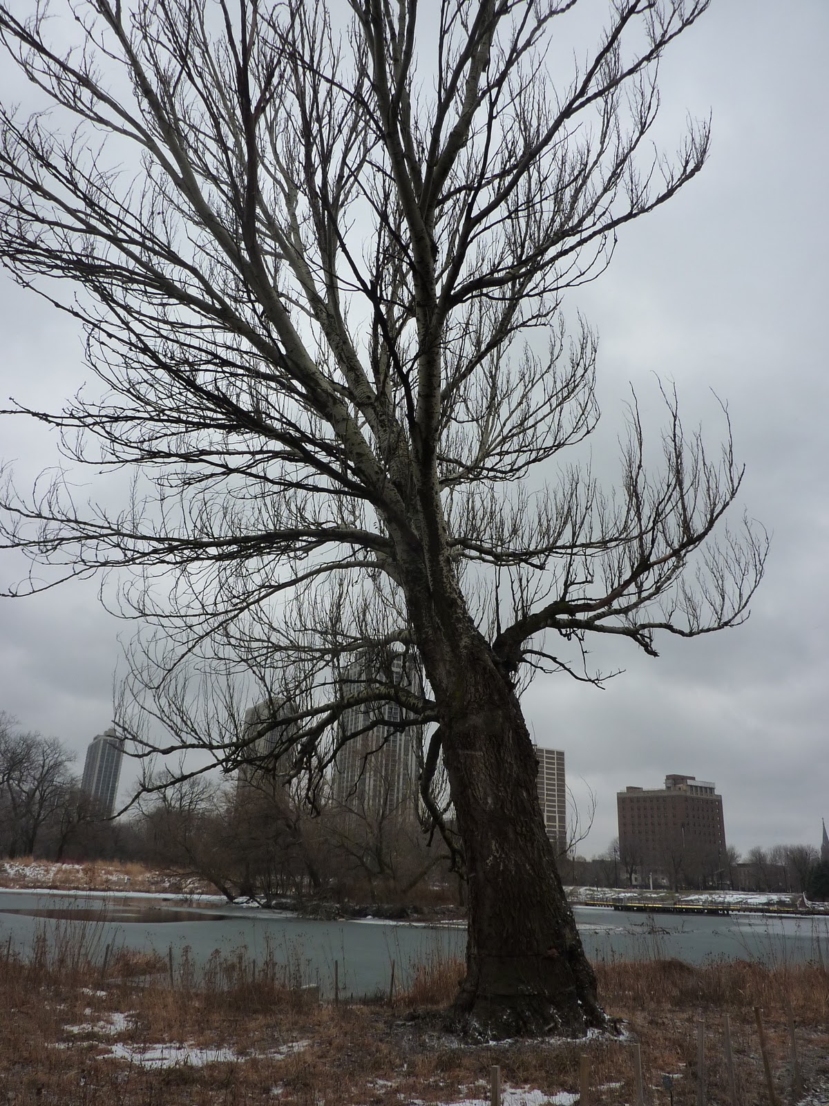 Biological Thinking: How Trees Work