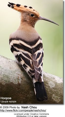birds of nepal: common hoopoe in nepal