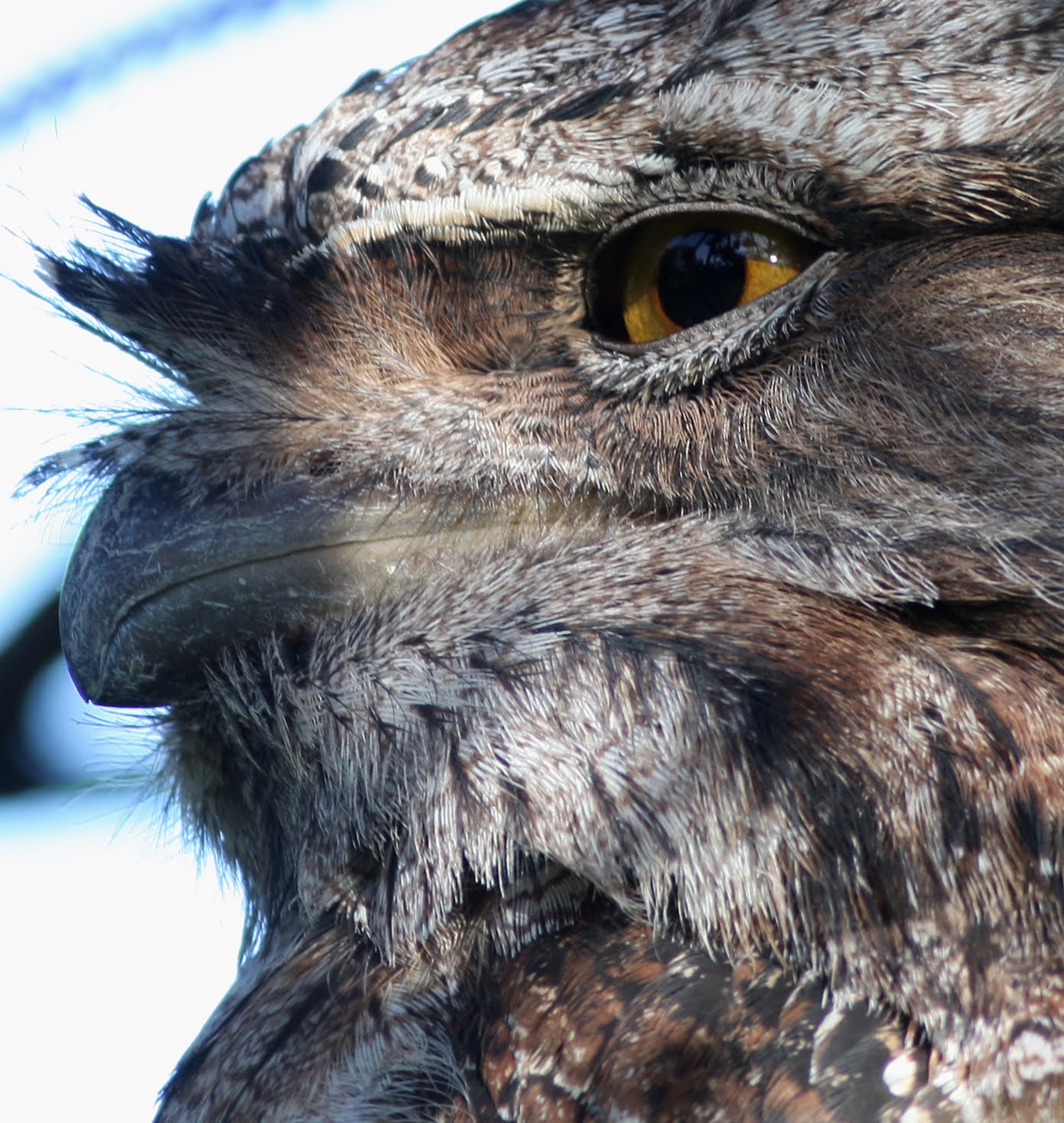 Mark James Pearson: Powerful Owl & Tawny Frogmouths, Sydney