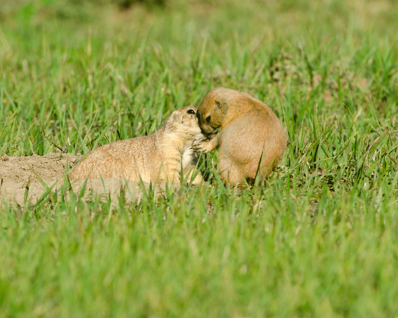 Journeys With Judy: Badlands National Park South Dakota