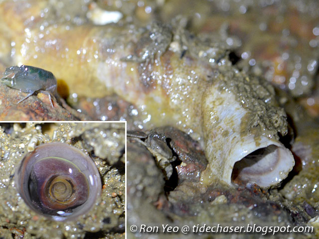 tHE tiDE cHAsER: Marine Snails of Singapore