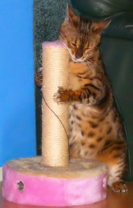The Cuddly Friends: The Pink Scratching Post (Part 1)