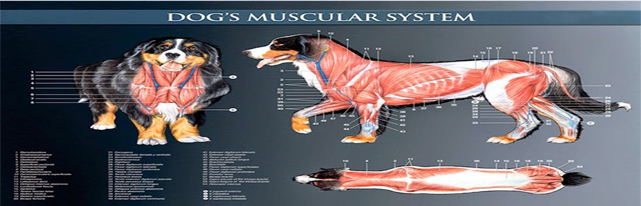 ANATOMÍA DEL SISTEMA MUSCULAR