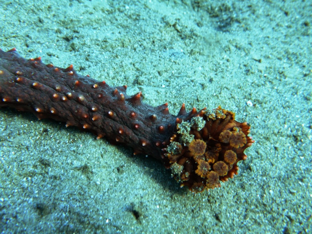 MARINE ENVIRONMENT AND RESOURCES OF PAPUA NEW GUINEA: Goodenough Island ...