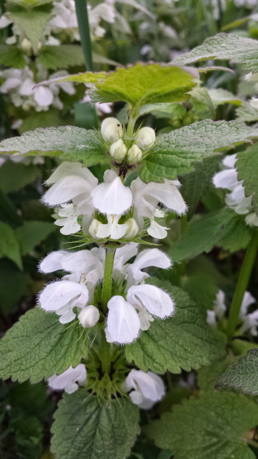 Poletka zdrowia: Biała ślicznotka