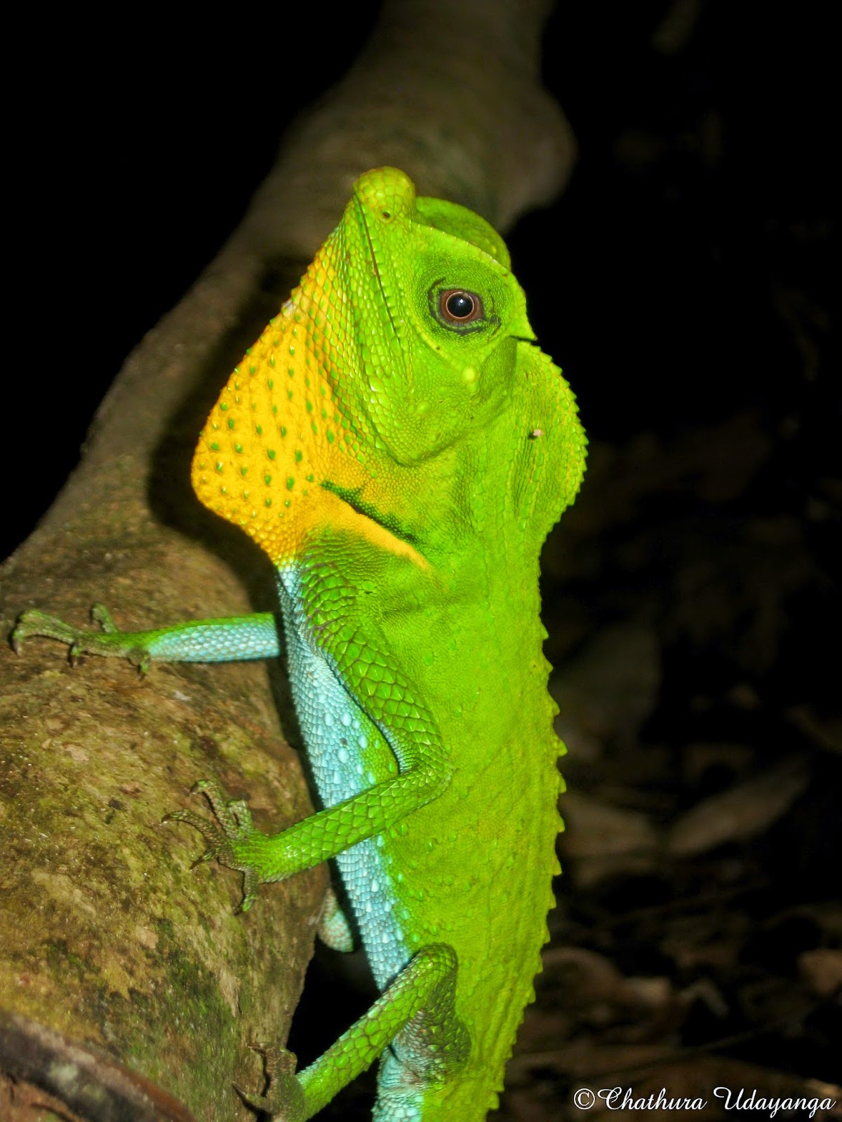 Nature Of Srilanka: Lyriocephalus scutatus (Linnaeus, 1758); Hump-nosed ...