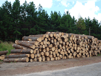 The Mutare Times: Production resumes at Border Timbers