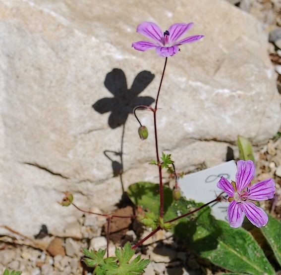 Flore sauvage en Suisse (et Jardins botaniques): GERANIUM ALBANUM L.