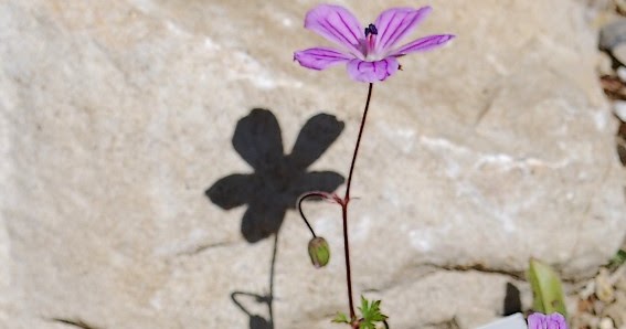 Flore sauvage en Suisse (et Jardins botaniques): GERANIUM ALBANUM L.