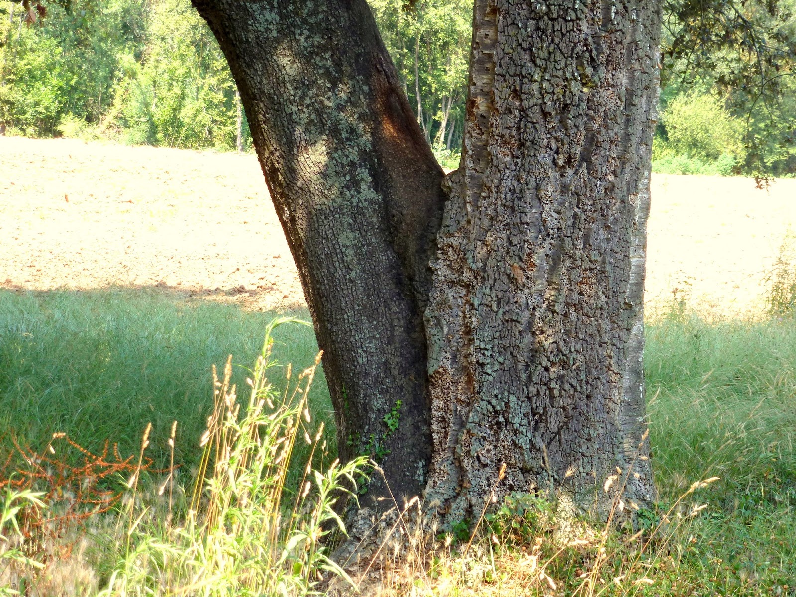 Árboles con alma: Alcornoque. Alzina surera (Quercus suber)