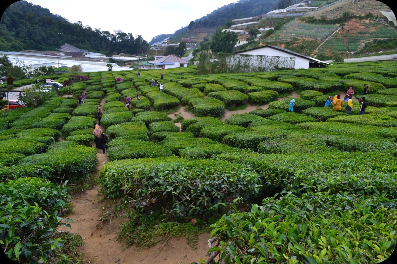 MY ALL: Cuti2 Cameron Highlands: Ladang Teh Boh Bharat