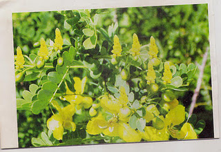 AYURVEDAM - ఆయుర్వేదం: DR . ELCHURI RECIPES WITH THANGEDU CHETTU ...