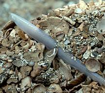 Lancelets ~ Aquatic Animals