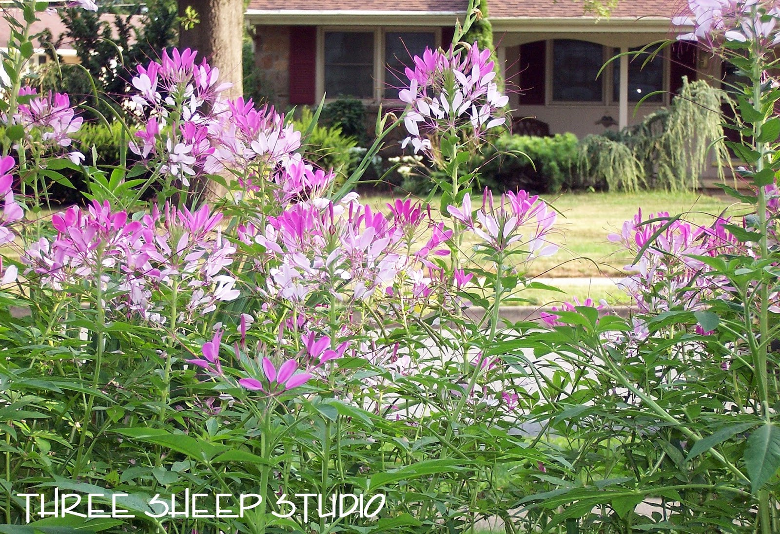 Three Sheep Studio: Garden Flowers And Punch Needle...