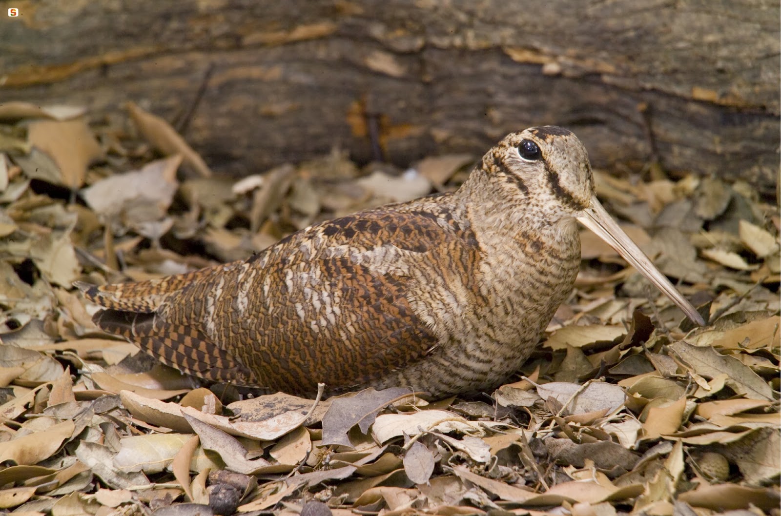 Tassidermia per l'informazione ambientale
