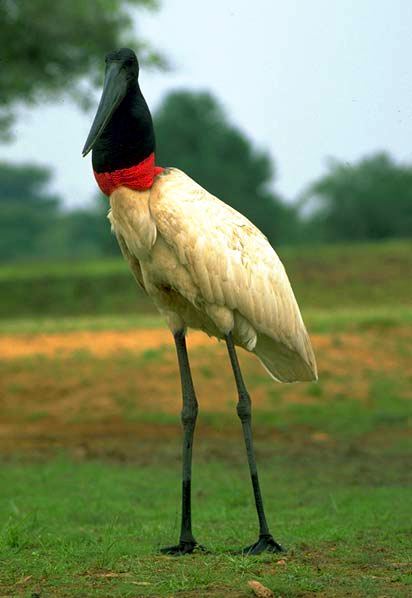 MOMENTOS DE REFLEXÃO: TUIUIU - PÁSSARO DO PANTANAL