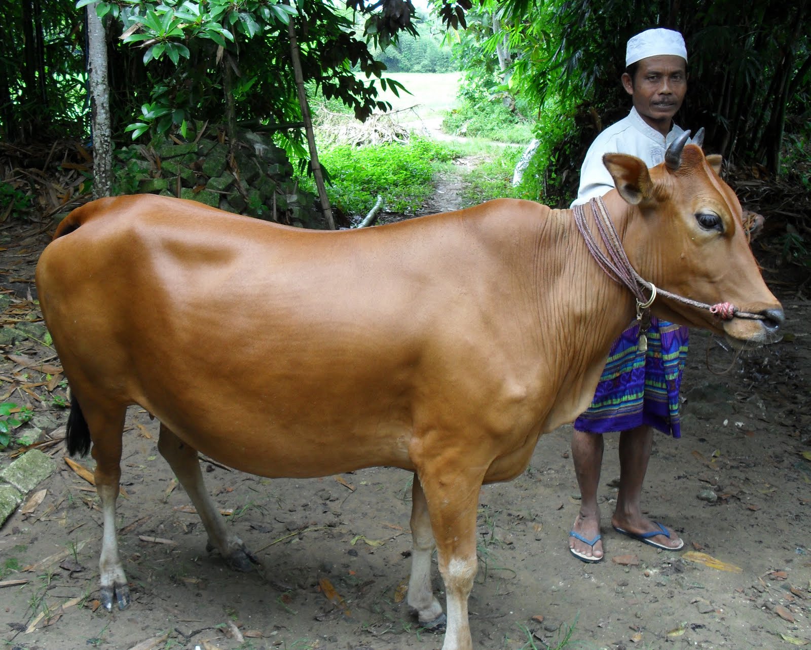 TIRAKAT MANDIRI: Jenis dan Nama Sapi