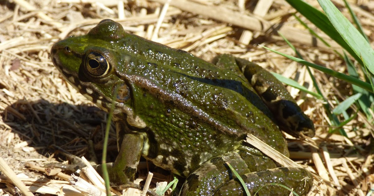 el naturalista fiel: La rana verde.