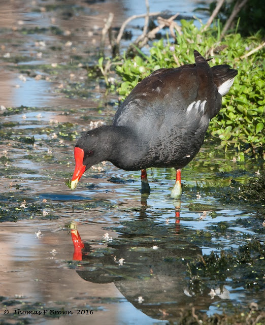 Ramblings of The Bird Nerd: Common Gallinule Story