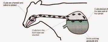 Digestive Physiology and Anatomy of Cows - Vet in Training
