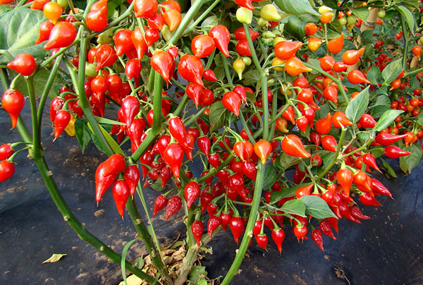 DIÁRIO COM A NATUREZA: 08 DE NOVEMBRO - PIMENTAS VERMELHAS - DEDO DE ...