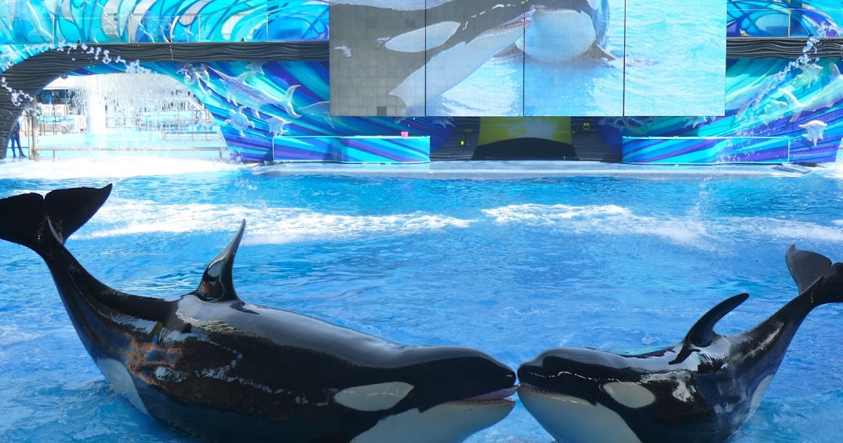 News Stories of the 21st Century: SeaWorld shut down