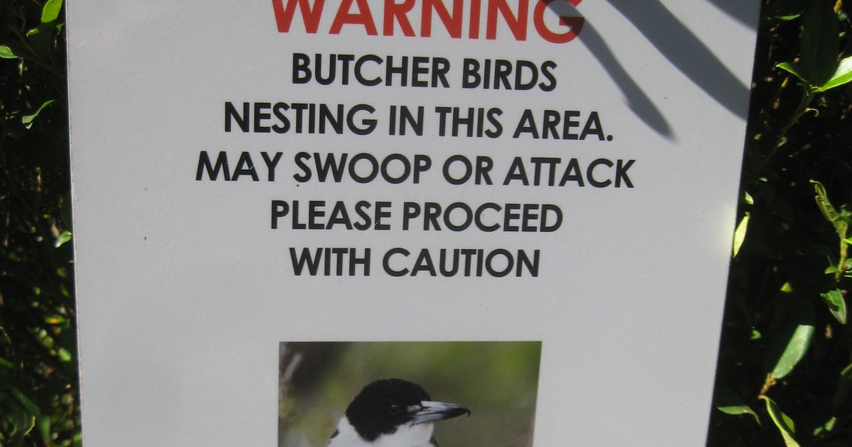 Jerusalem Hills daily photo: Beware of butcher birds