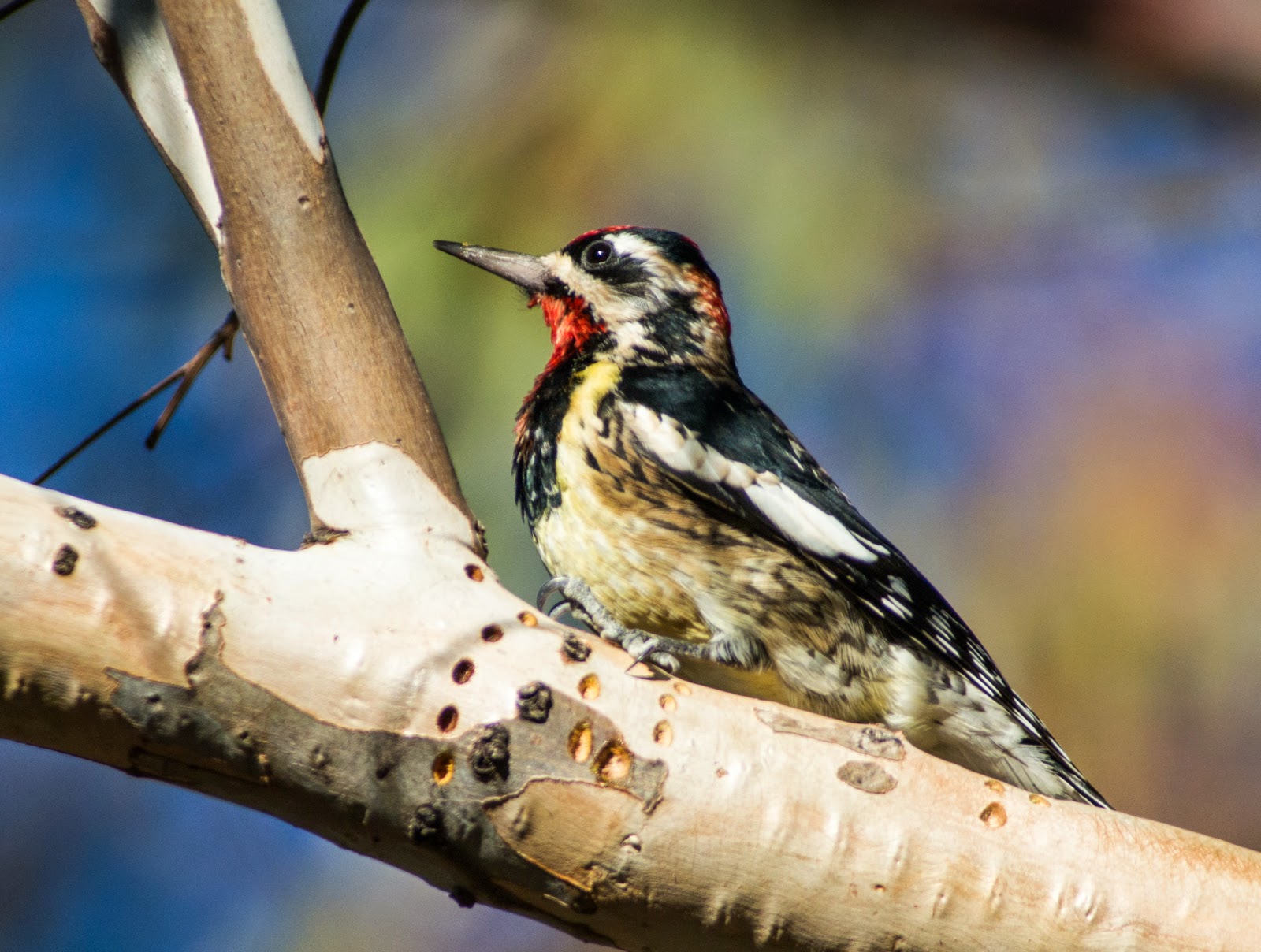 Len's Lens - Confessions of a digiscoper: The Sapsuckers - Genus ...