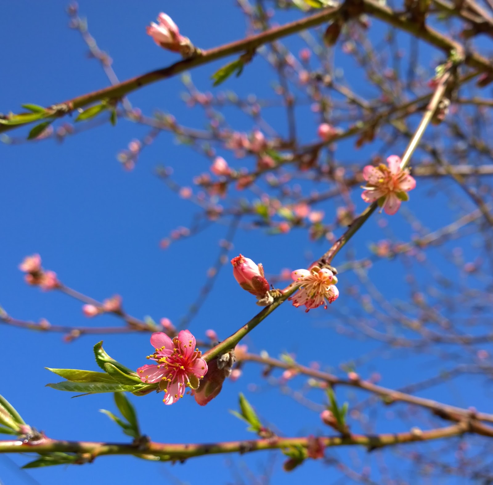 Piersicul (Prunus persica)