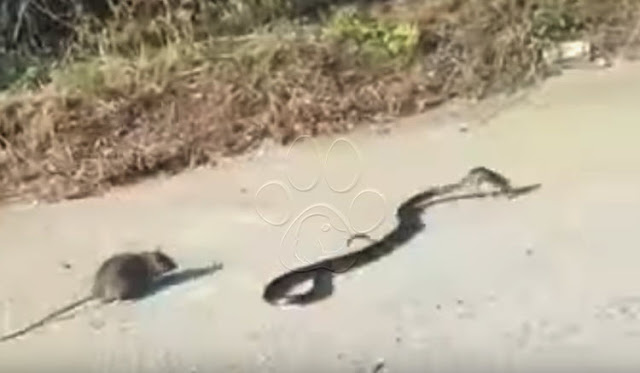 [CONMOVEDOR] Una rata mamá se enfrenta a una serpiente para salvar a su ...