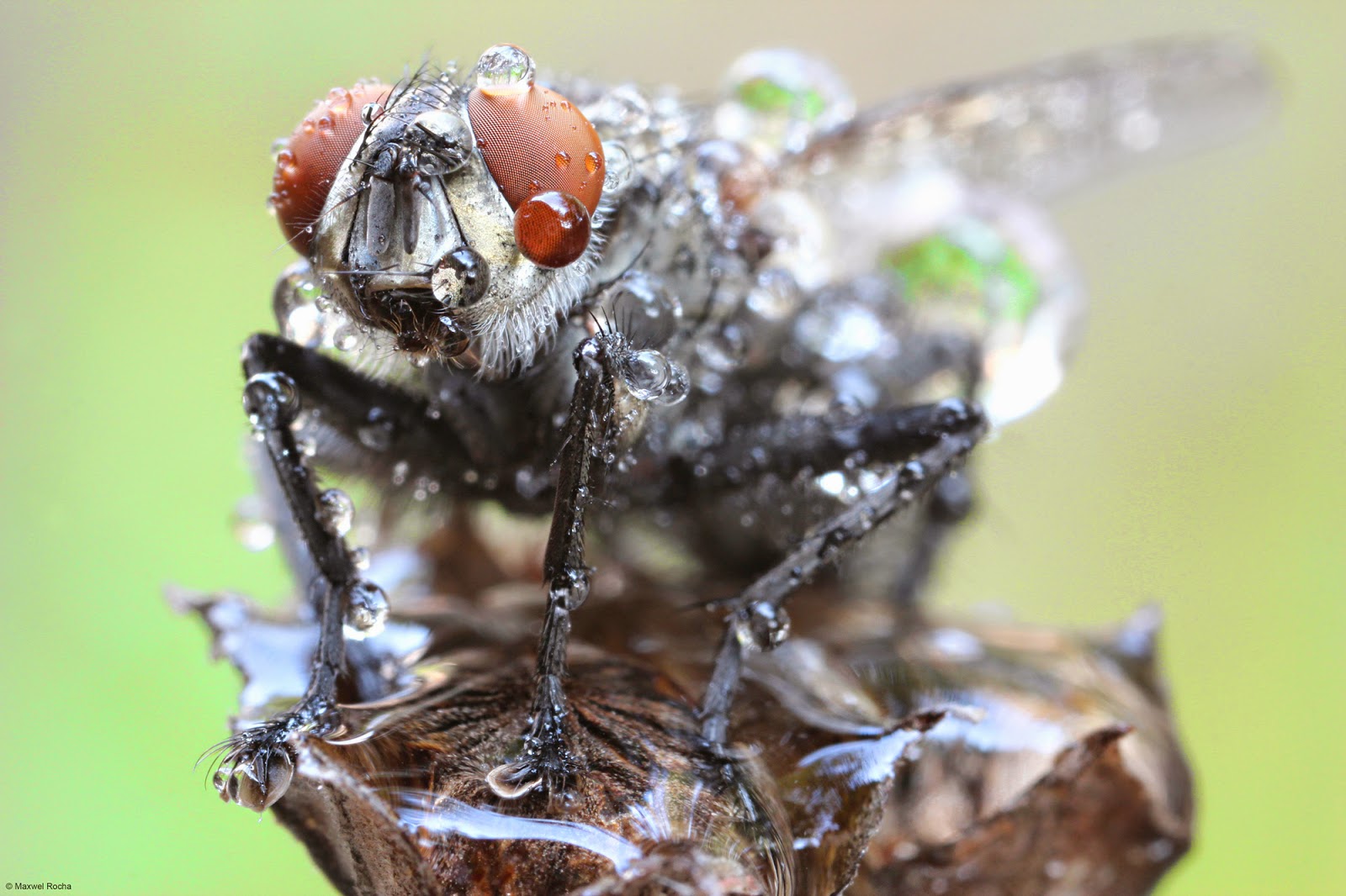 Macrofotografia por Maxwel Rocha: Moscas (Dípteras)
