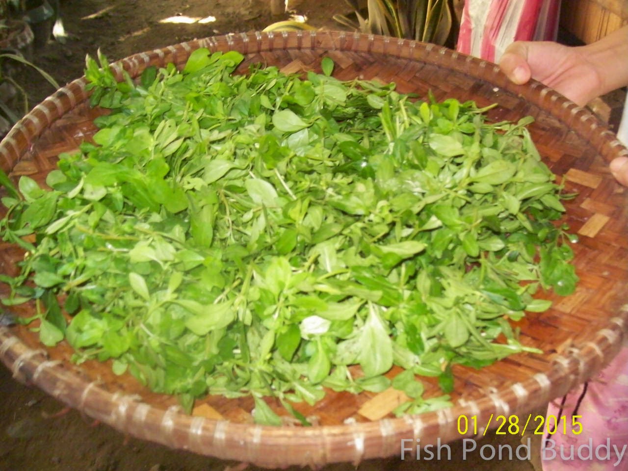Fish Pond Buddy: Tasty Vegetable Dish in Bangus Fish Farm