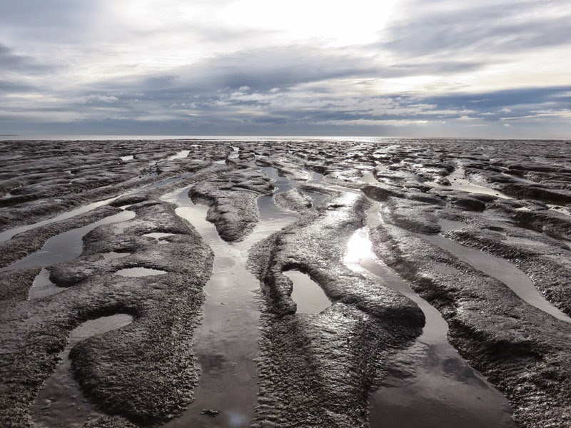 MERSEA WILDLIFE: MUDFLAT EXPANSE