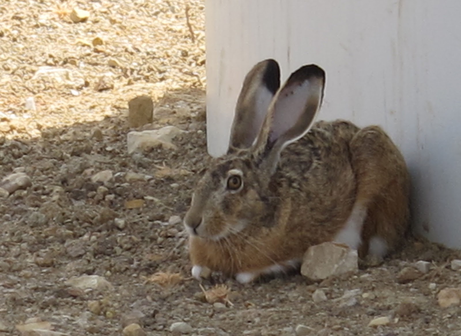 Birding Canarias: Observando liebres