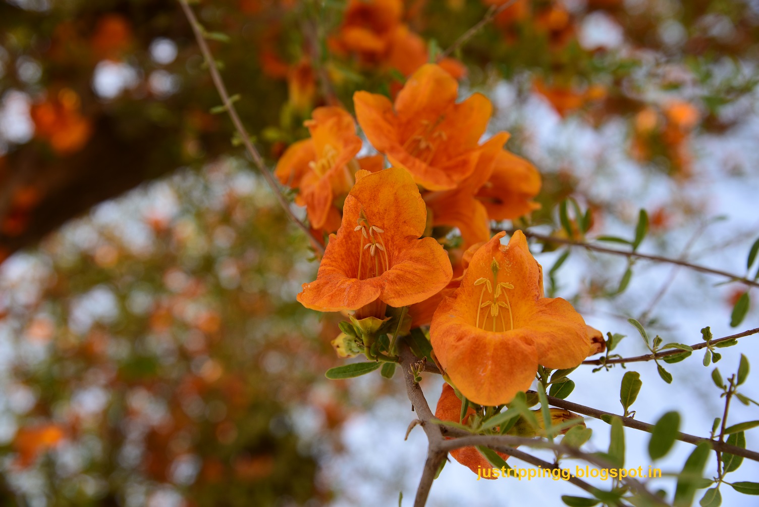 Just Tripping!: Roheda – The Dream in the Desert