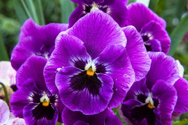 Pansy flower|Pictures of flowers