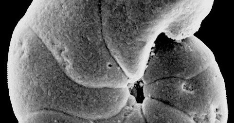 Variety of Life: Haplophragmoides