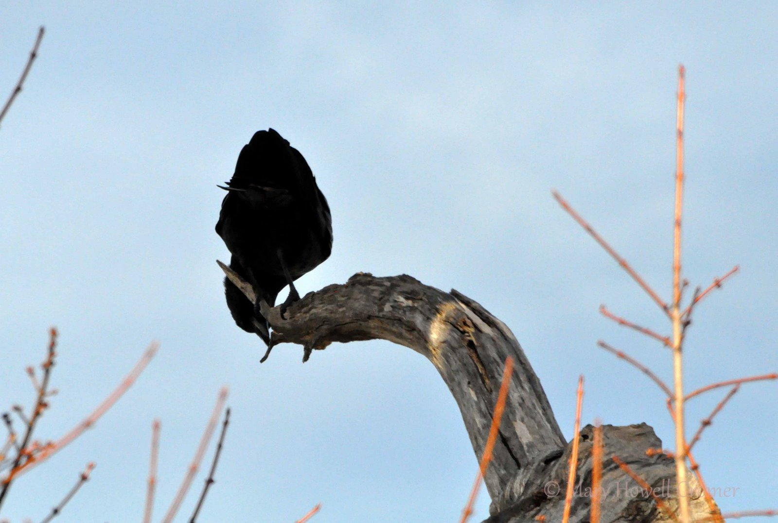 Red-shouldered Hawks of Tingsgrove and Beyond: What Are You Caw, Caw ...