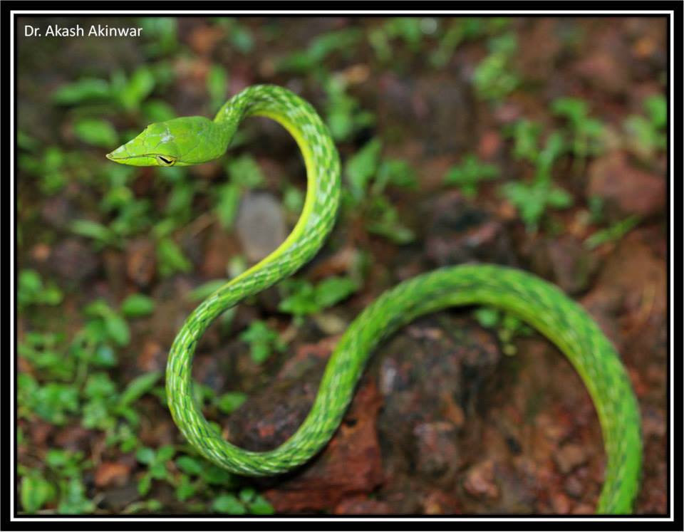 Dr. Akash Akinwar: Amboli Ghat, Biodiversity Hotspot! Amboli - Paradise ...