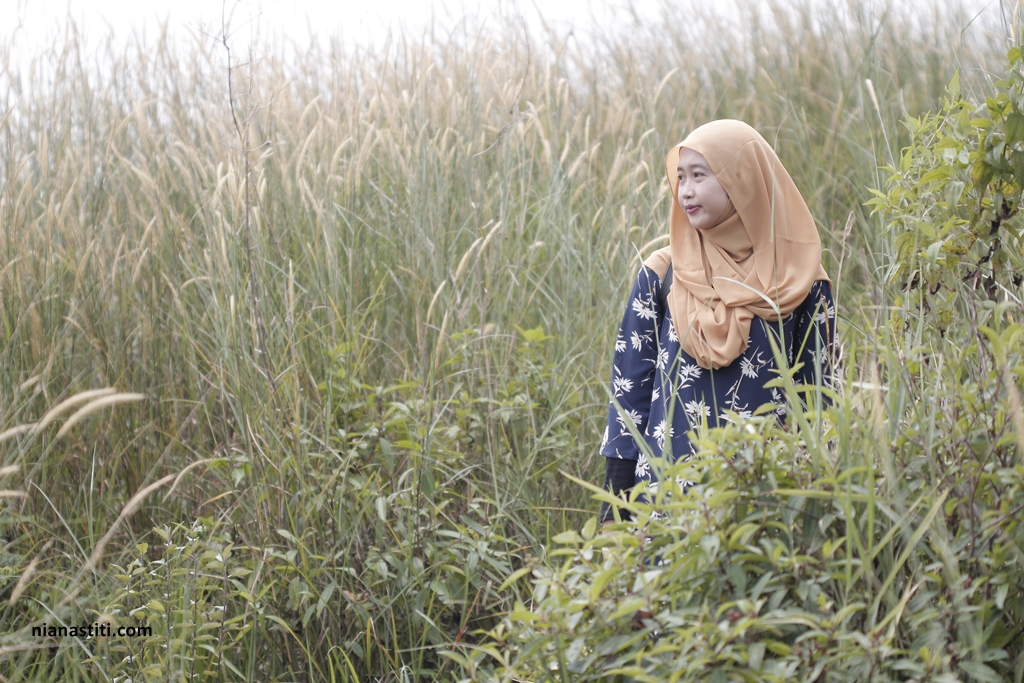 10+ Foto Bunga Ilalang, Yang Istimewa!