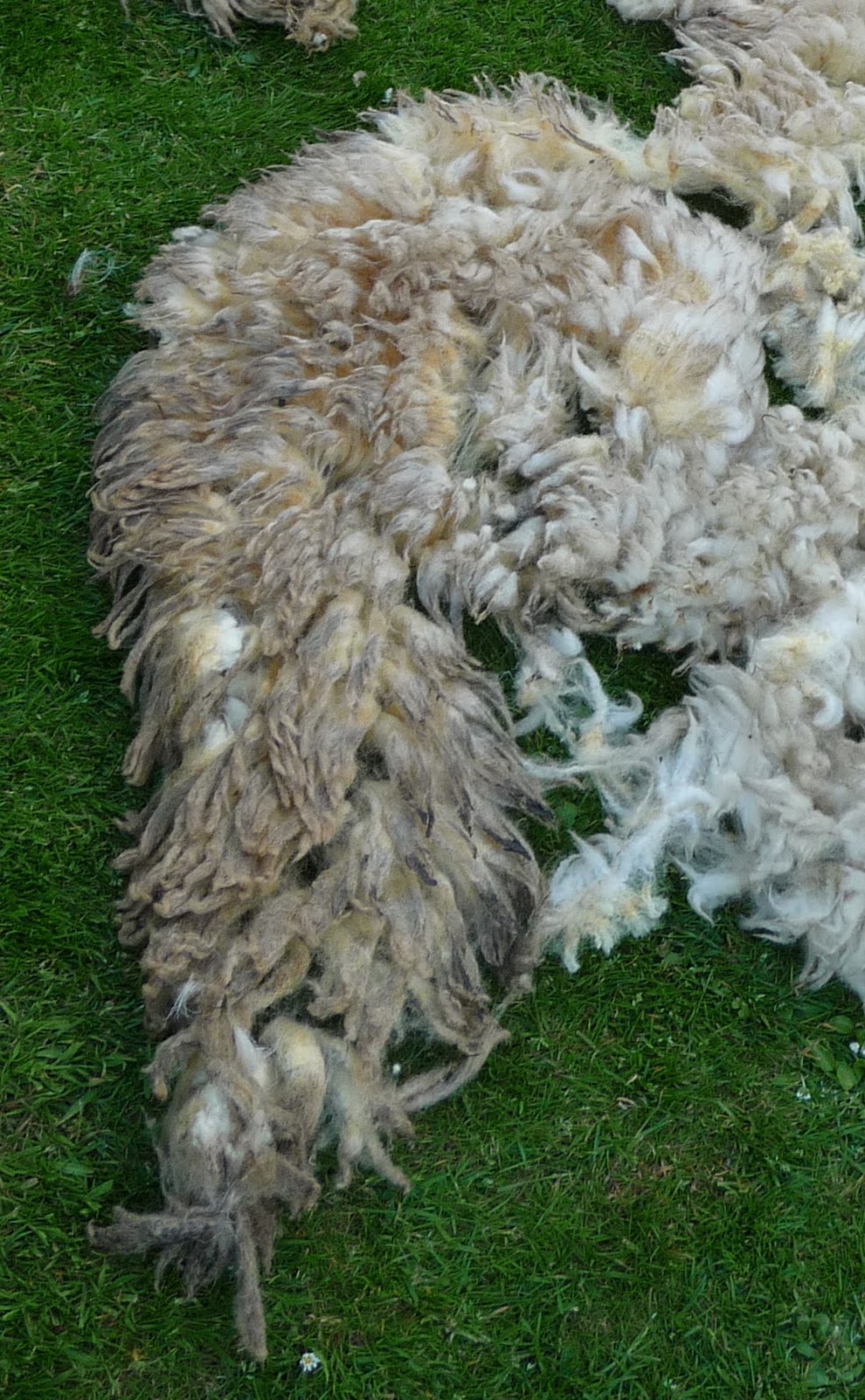 Wool - Tribulations of Hand Spinning and Herbal Dyeing: Cleaning Raw ...