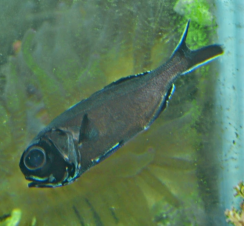 FLASHLIGHT FISH photos - wallpapers | the fun bank
